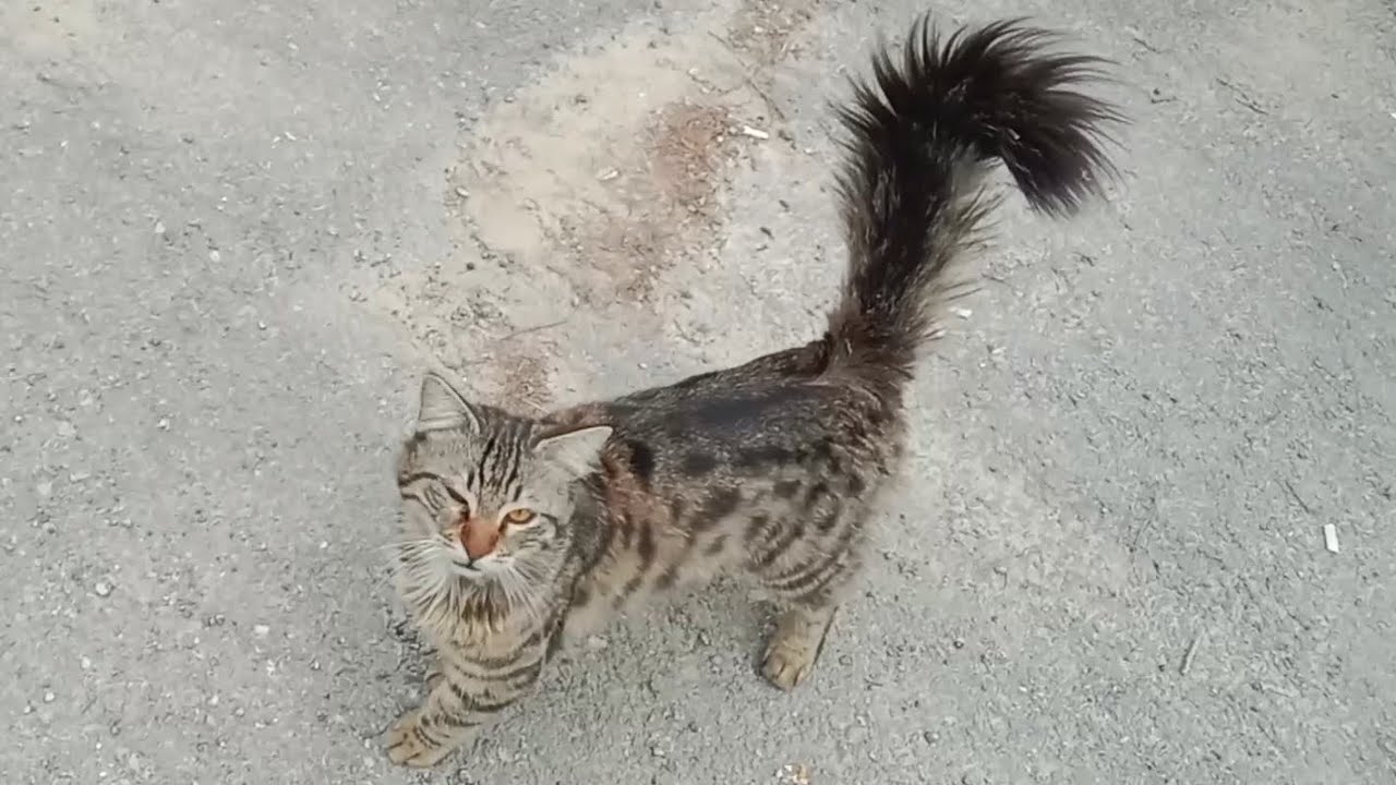 This Cat Has a Beautiful Fluffy Tail!😍 - YouTube