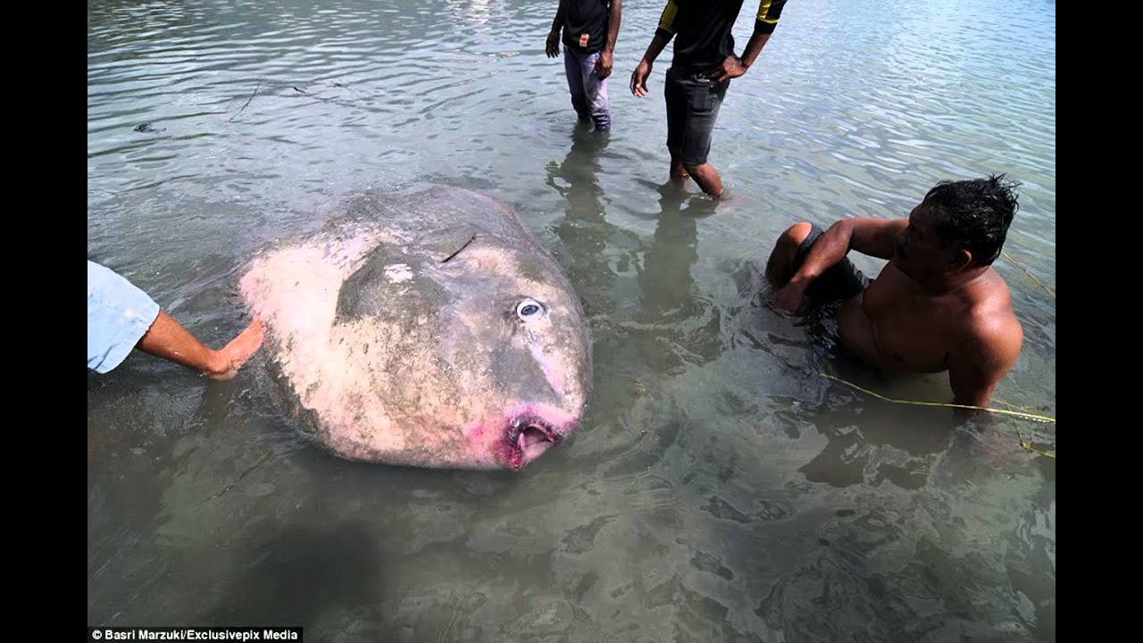 Monstruoso raro pez en playa indonesia - YouTube