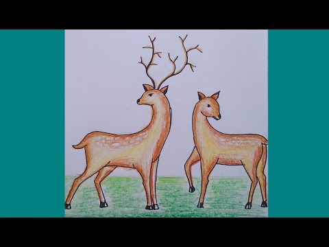 How to draw a couple of dears step by step - YouTube