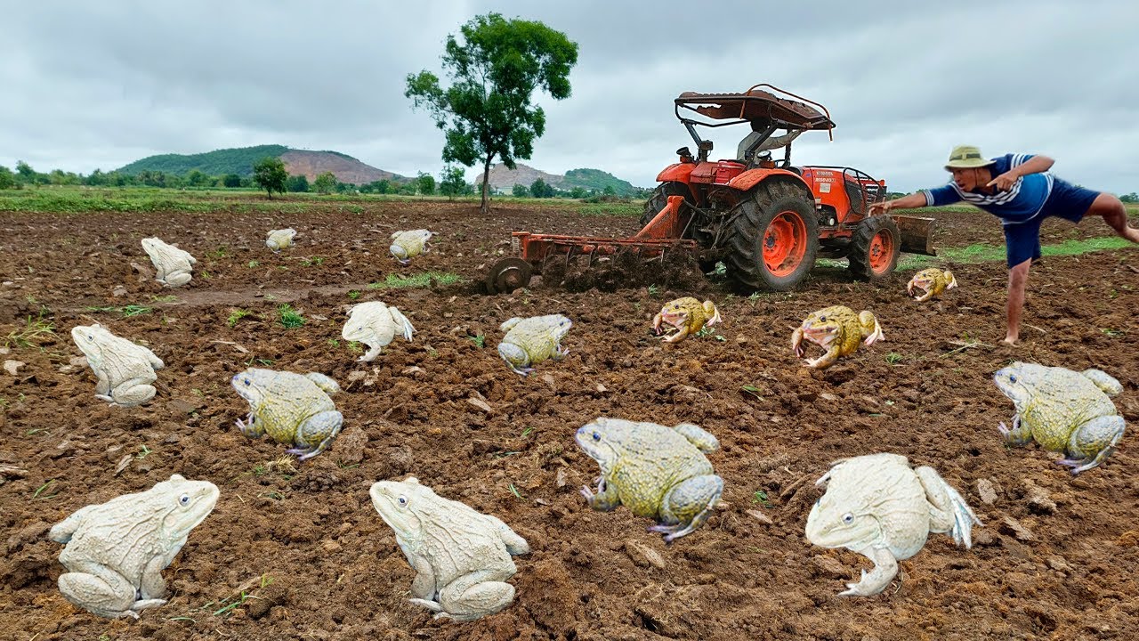 wow amazing ! catch a lots big frogs come out form underground when ...