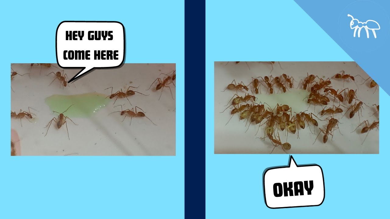 Basics of ant Pheromones - YouTube