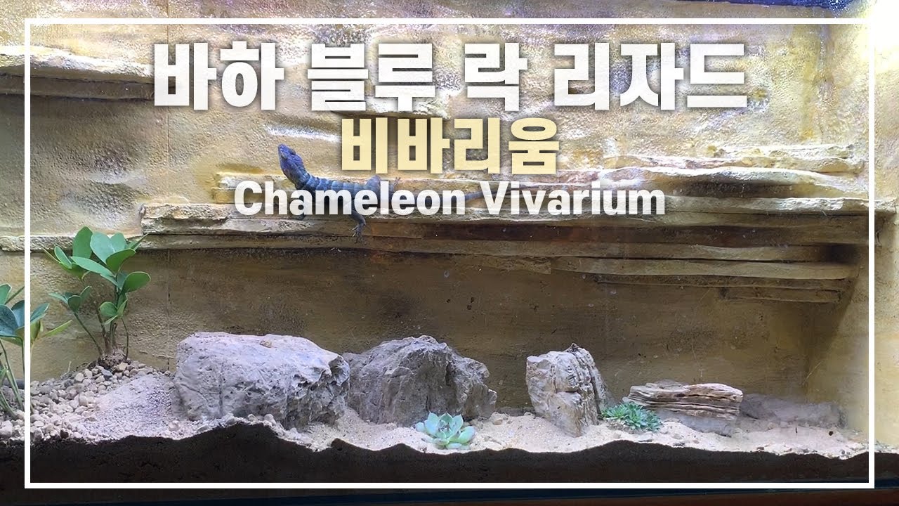 새로운 사막 비바리움의 주인공은.. 비어디 드래곤? 칼라드 리자드? 바하 블루락? - YouTube