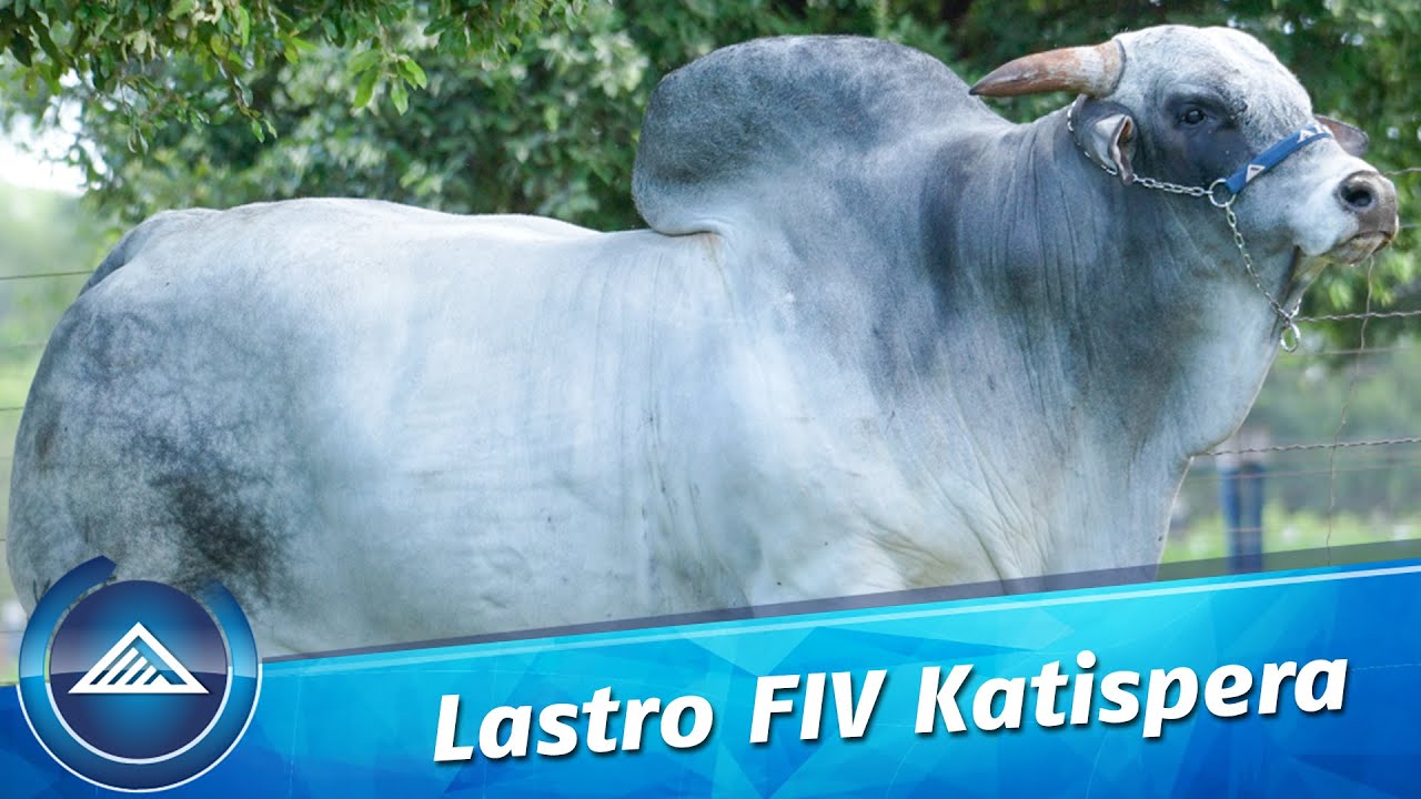 Lastro FIV Katispera - YouTube