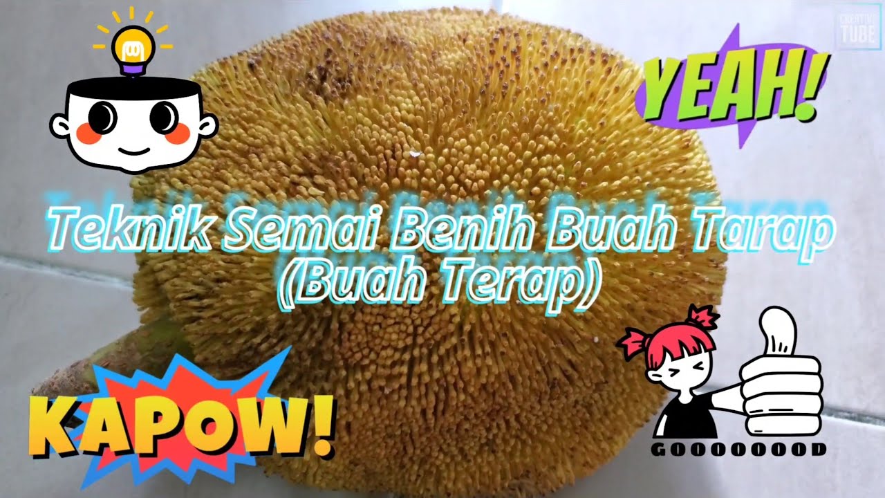 Teknik Semai Benih Buah Tarap (Buah Terap) | Tarap Fruit Seed Sowing ...