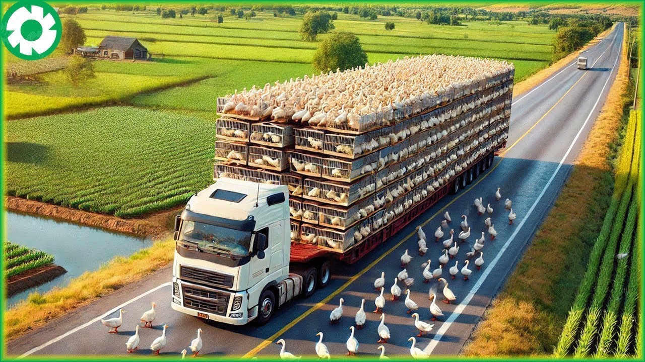Transporting 9.9M Ducks This Way - The Biggest Heavy Machinery ...
