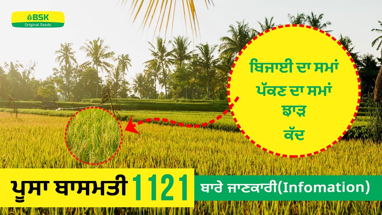 Pusa Basmati 1121 details | Rice seeds | Basmati rice variety | top ...
