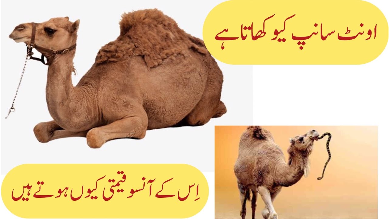 Why camel eat snake | Camel facts | اونٹ سانپ کھانےکے بعد کیون روتا ھے ...