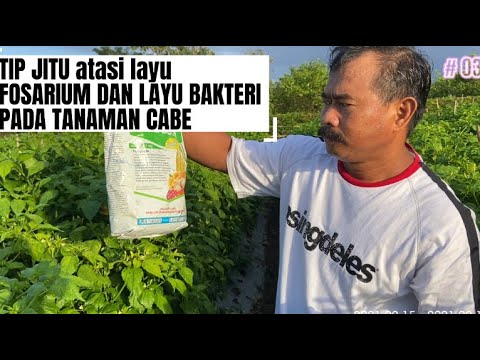 TIPS JITU atasi layu FOSARIUM DAN LAYU BAKTERI PADA TANAMAN CABE - YouTube