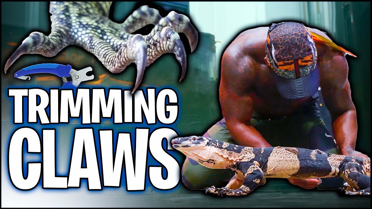 TRIMMING MONITOR CLAWS | THE REAL TARZANN - YouTube