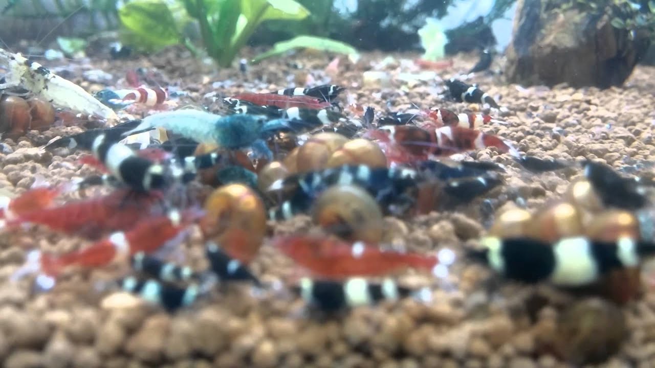My taiwan bee shrimp tank - YouTube