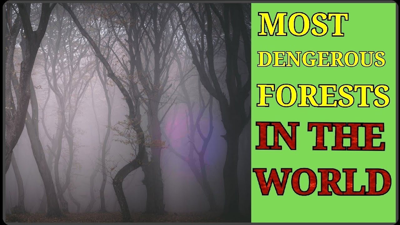 Most dangerous forests in the world😱 - YouTube