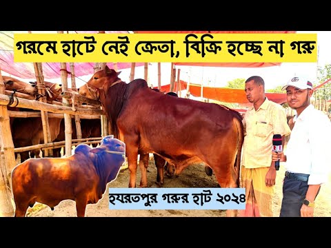 গরমে হাটে নেই ক্রেতা,বিক্রি হচ্ছে না গরু।হযরতপুর গরুর হাট ২০২৪।কোরবানি ...