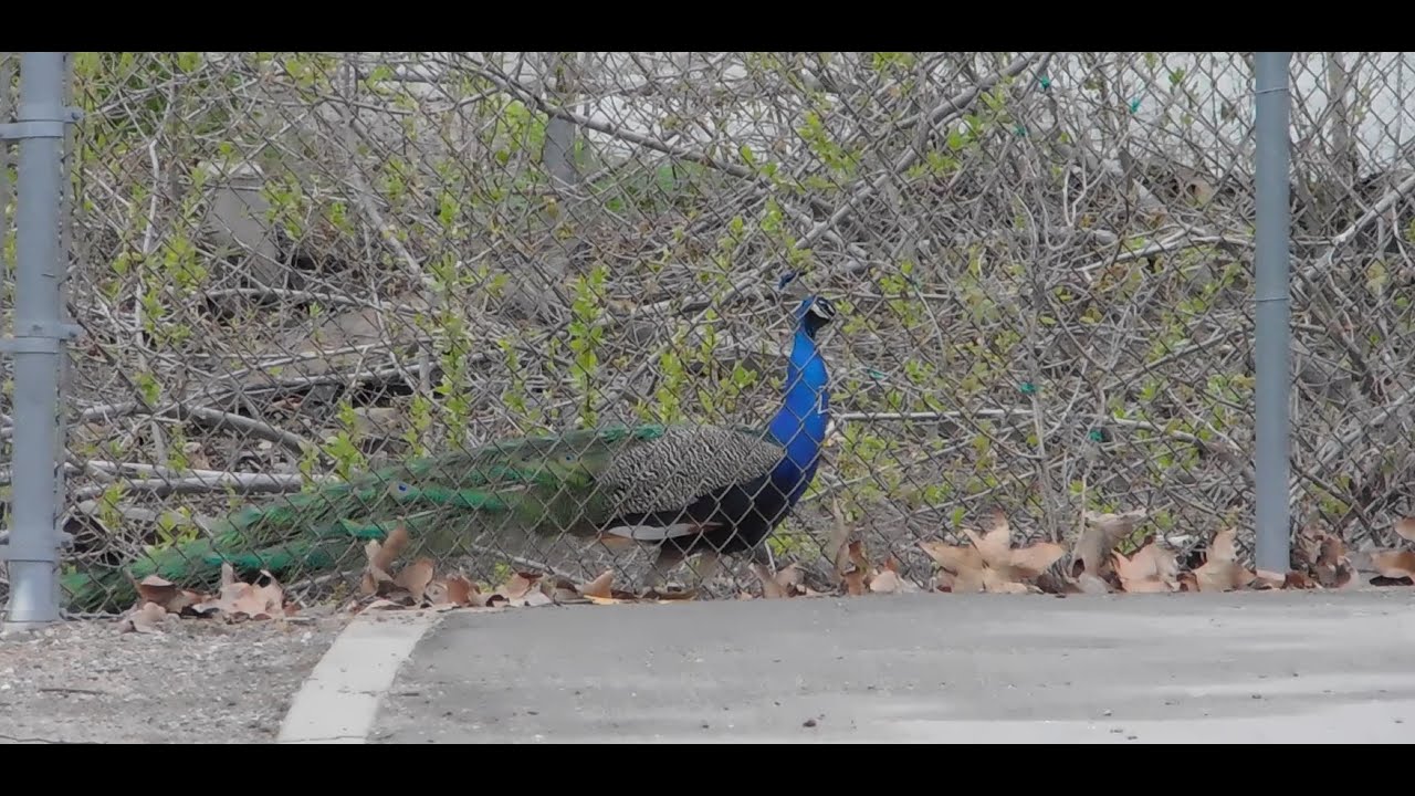 Speedy, Lucky, Fluffy, Peacock, RedTailed Hawks and Blue Jays - YouTube