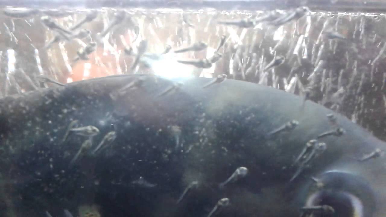 Pez oscar con sus crías (astronatus ocelatus) - YouTube