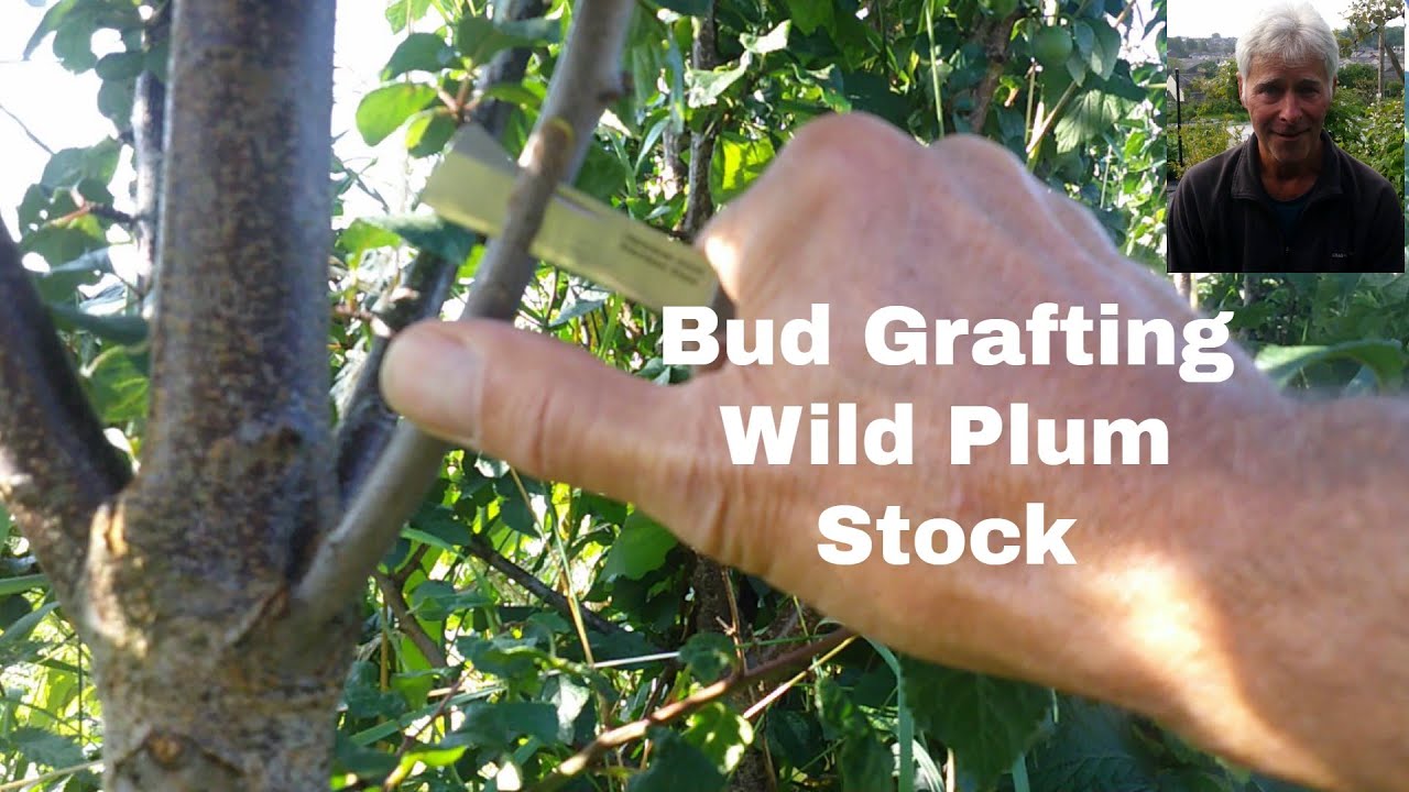 Bud Grafting Wild Plum Stock| Bud grafting fruit trees| Learn how to ...