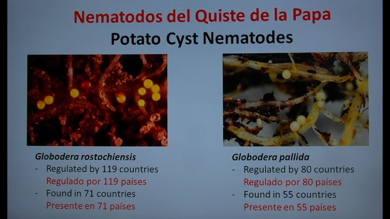 Potato breeding #49 potato cyst nematodes PCN resistance - YouTube