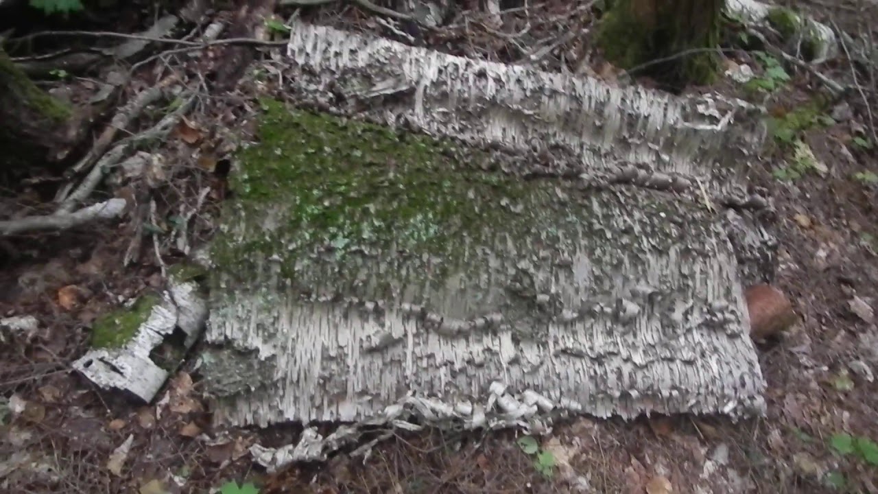 Birch Bark for shelters in an emergency. - YouTube