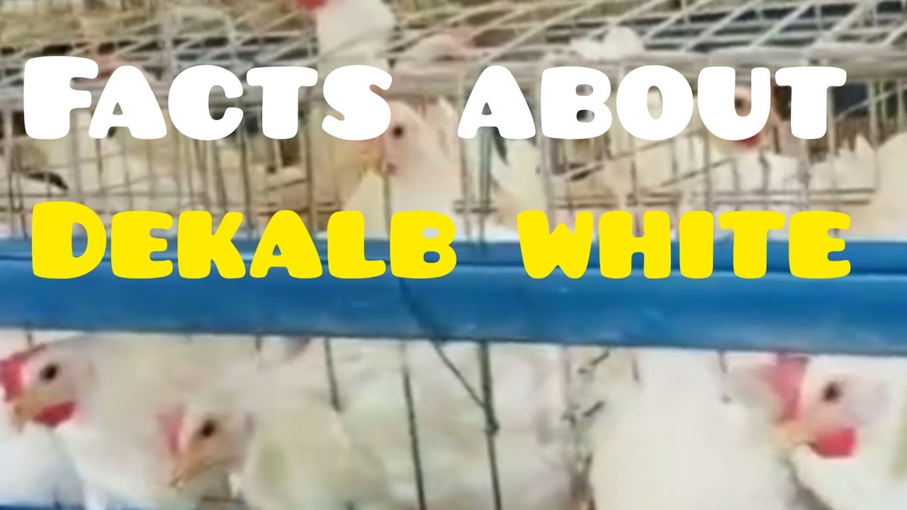 FACTS ABOUT DEKALB WHITE CHICKEN @DalisayCelestino - YouTube
