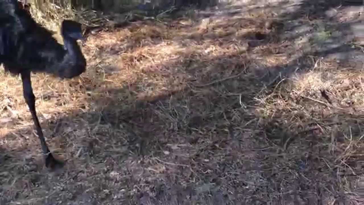 Emus Stalk a Chicken - YouTube