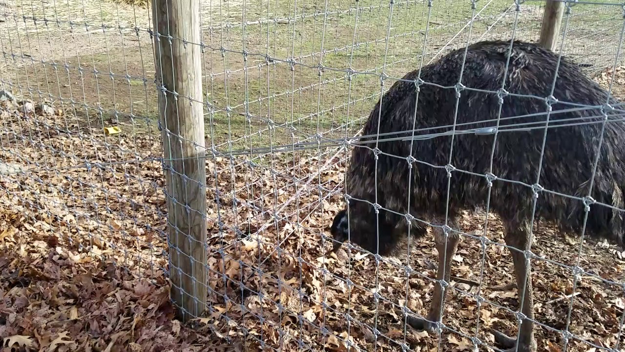 Brooks by Farm in Peabody Boston - YouTube