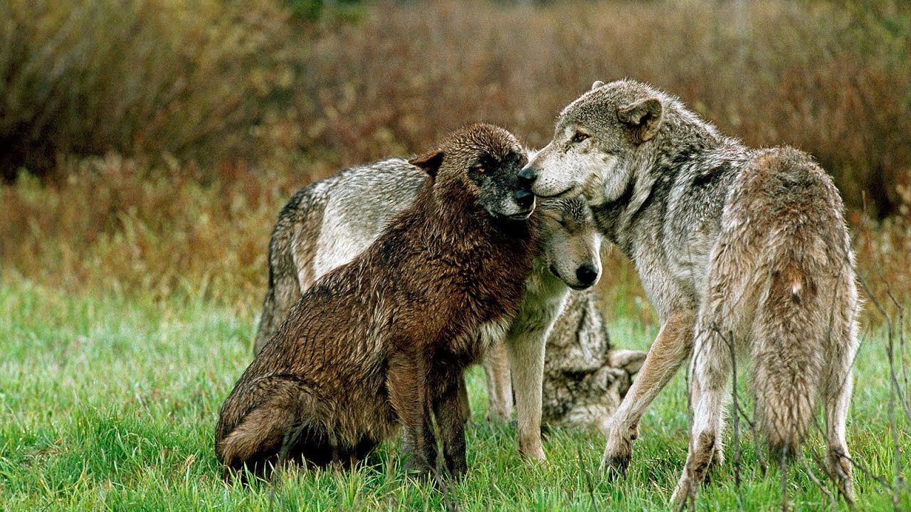 Wolves ~ I’m gonna show you crazy - YouTube