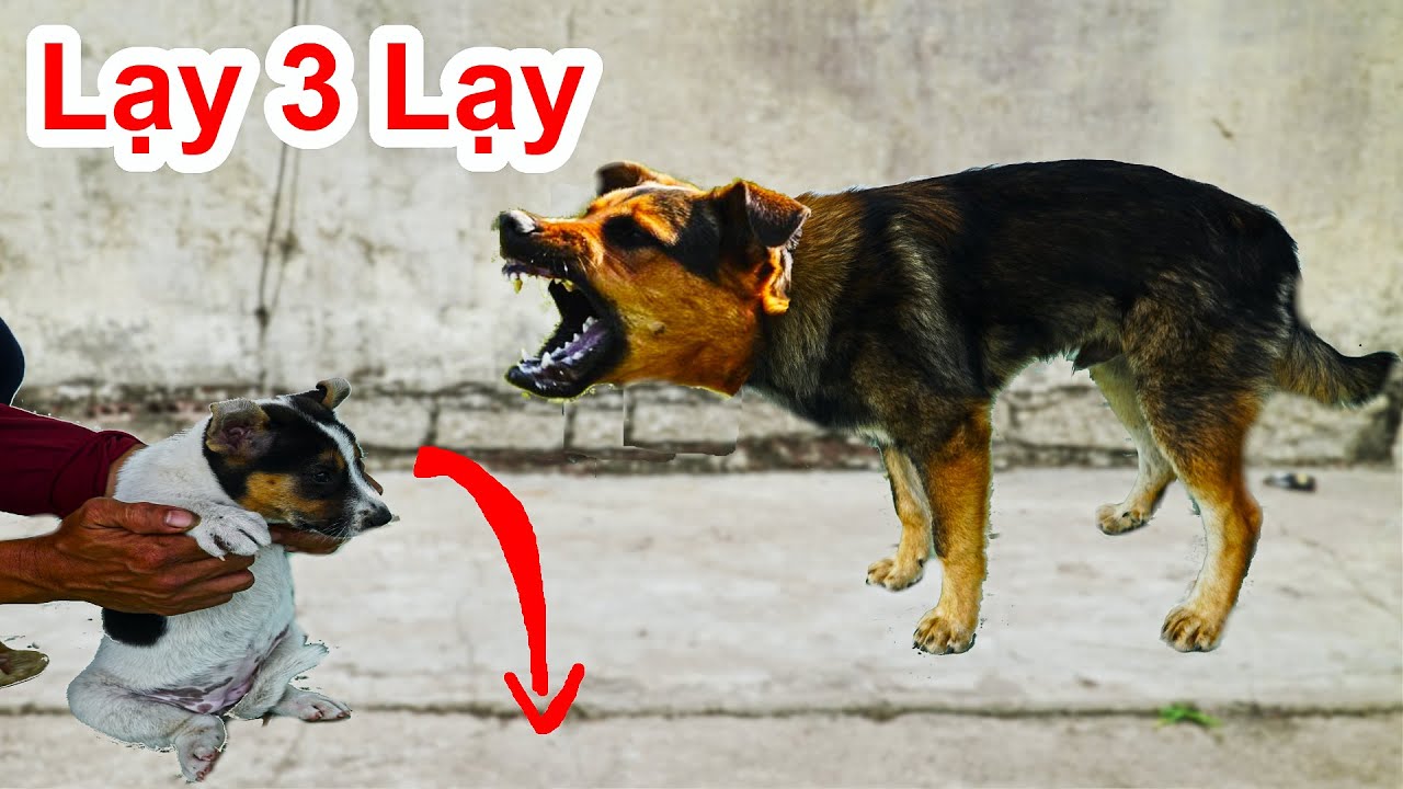 Chó Con Bị Chó Lớn Cắn Chết ĐÂY Là Cách Khắc Phục Chó Cắn Nhau Khi Mới ...