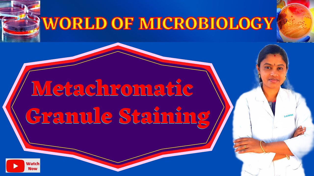 Metachromatic Granule Staining || Volutin Staining ( Tamil) || Neisser ...