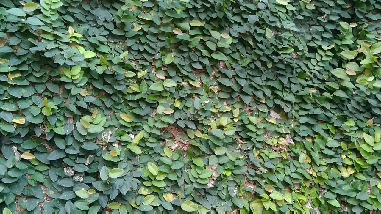 Tanaman Rambat Dolar Daun Kecil Untuk Hiasan Di Tembok #shorts - YouTube