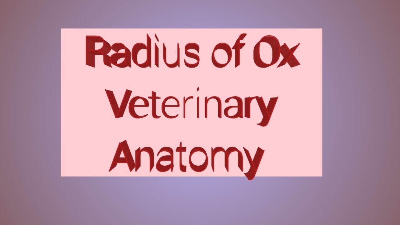 Radius of ox veterinary anatomy by a first year veterinary student ...