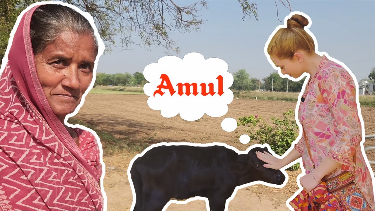 How Amul Gets Milk 🐮 🥛| Indian Village - YouTube