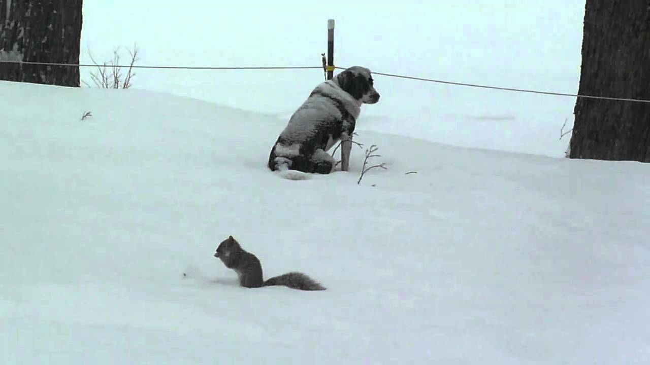 Squirrel - set up for action - YouTube