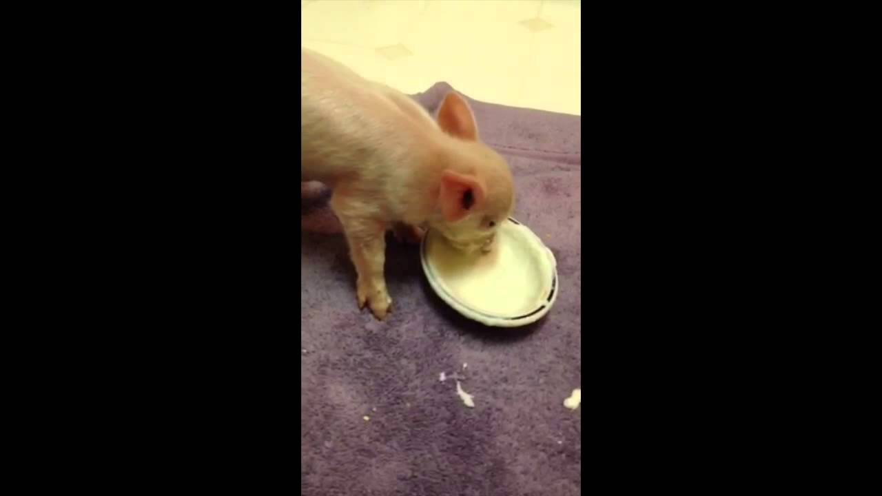 Runt pig eating baby rice food - YouTube