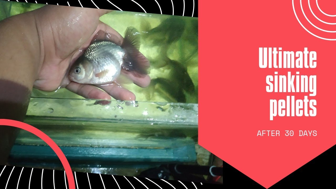 ULTIMATE SINKING PELLETS | UPDATE AFTER 1 MONTH OF FEEDING - YouTube