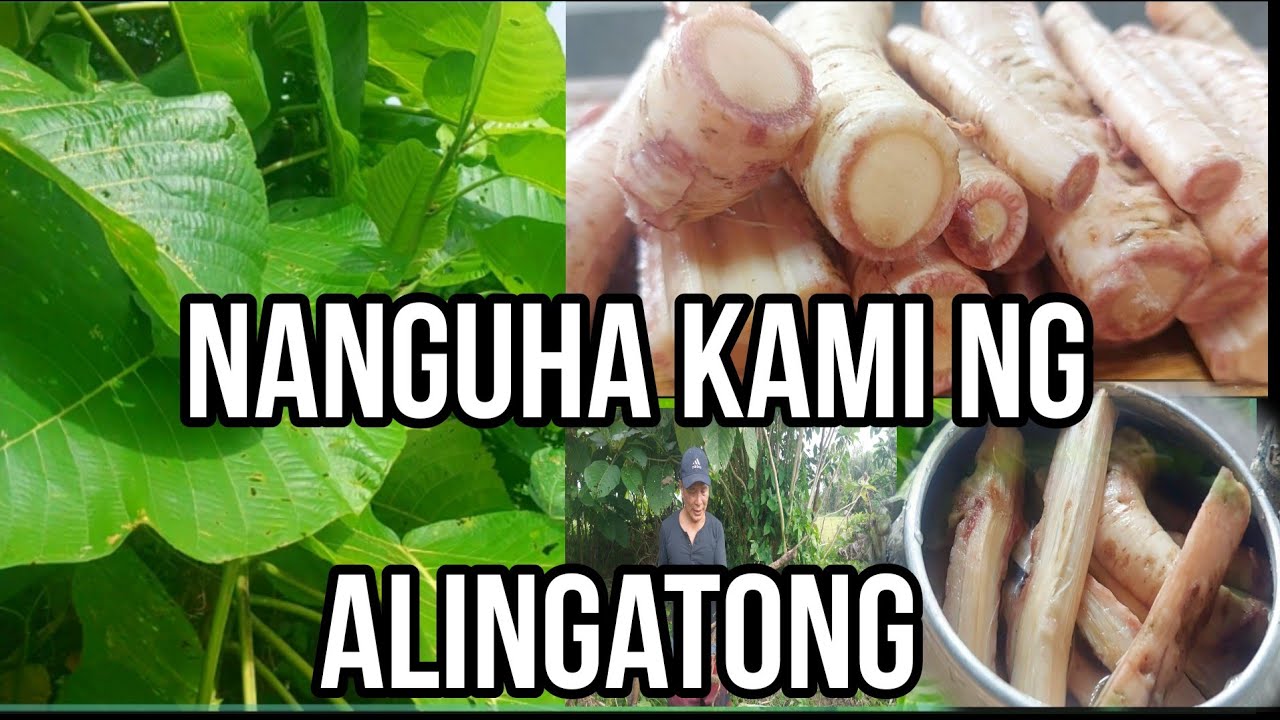 Nanguha kami ng Gamot na Alingatong | Mabisang Herbal Medicine ang Ugat ...