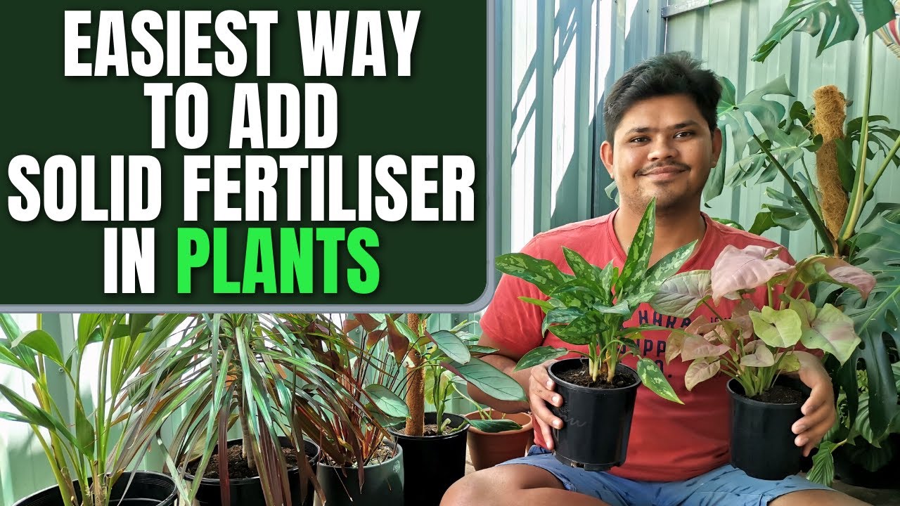 Easiest Way of Adding Solid Fertilizer To Your Plants! - YouTube