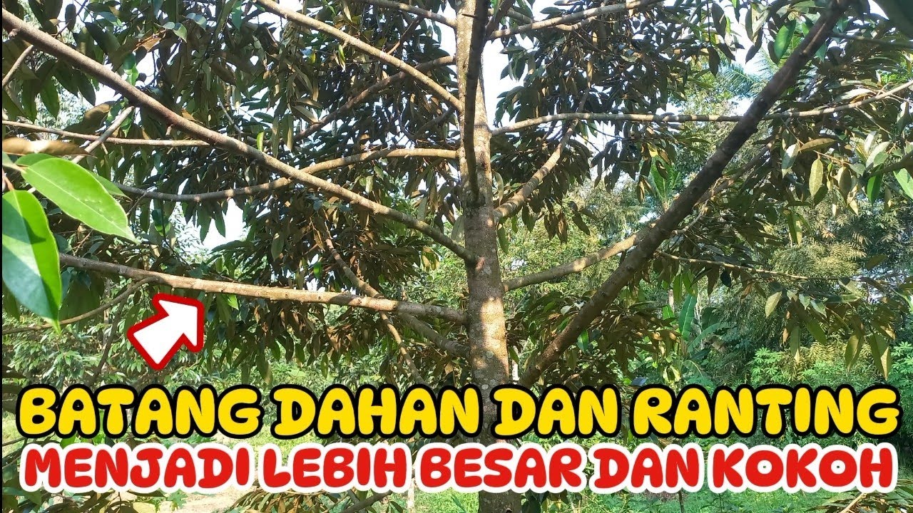 CARA BARU UNTUK MEMPERBESAR BATANG DAHAN DAN RANTING PADA POHON DURIAN ...