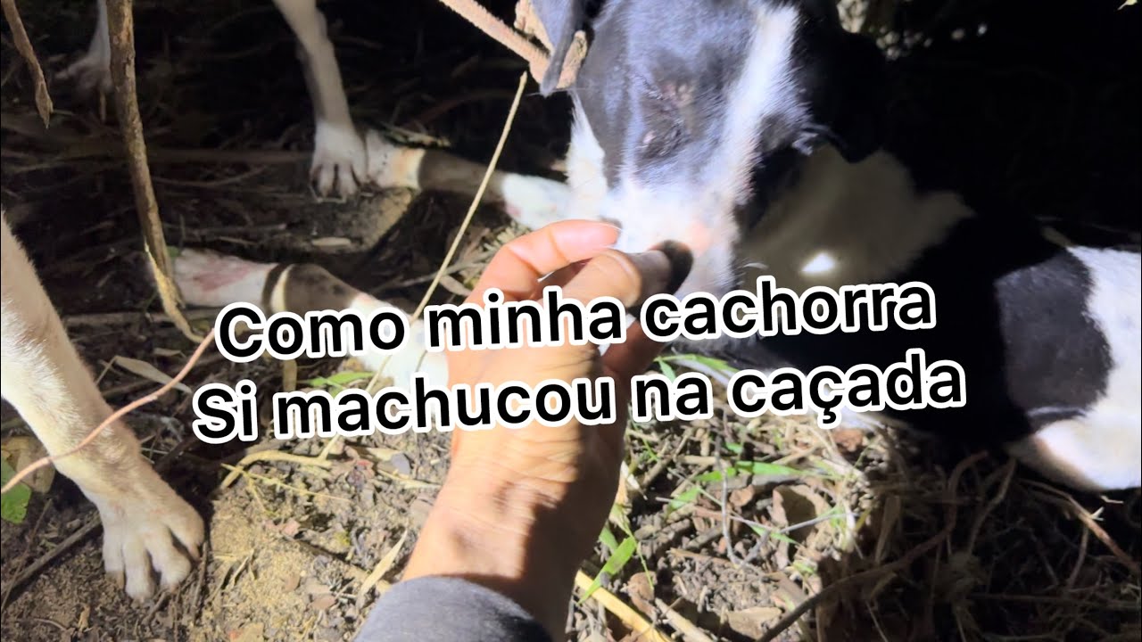 TODA CAÇADA E UM APRENDIZADO, TANTO PARA O CACHORRO COMO PRA NÓS CAÇADO ...