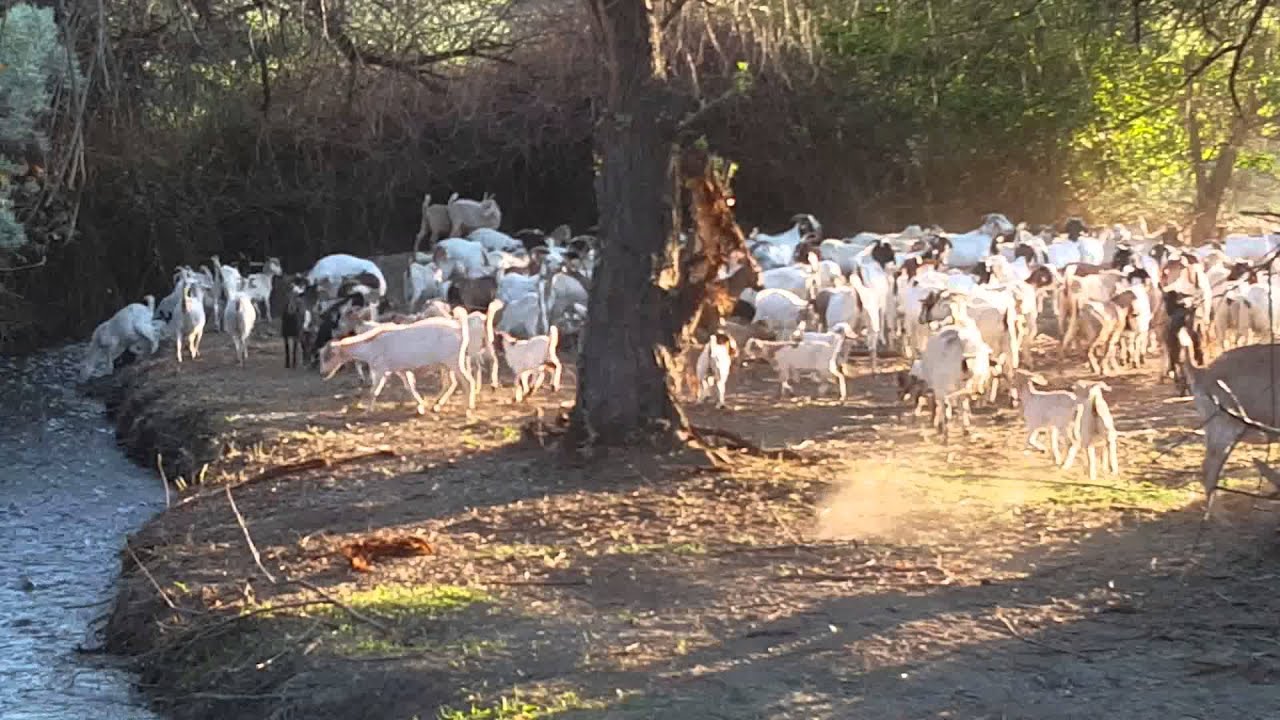 Goats on Spirit of America Trail Zintel Canyon Kennewick WA - YouTube