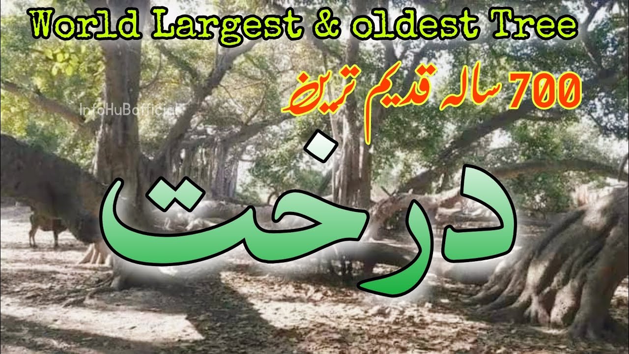 700 years Old Tree in the world | Historical Tree | Very Largest ...