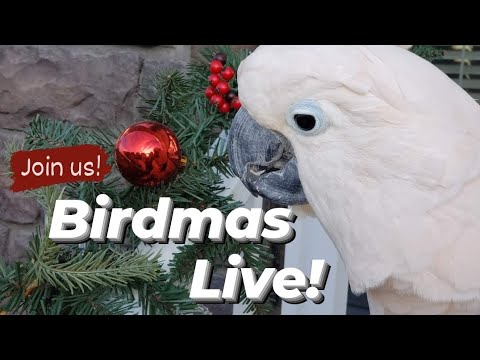 Max Live - Birdmas Eve! - YouTube