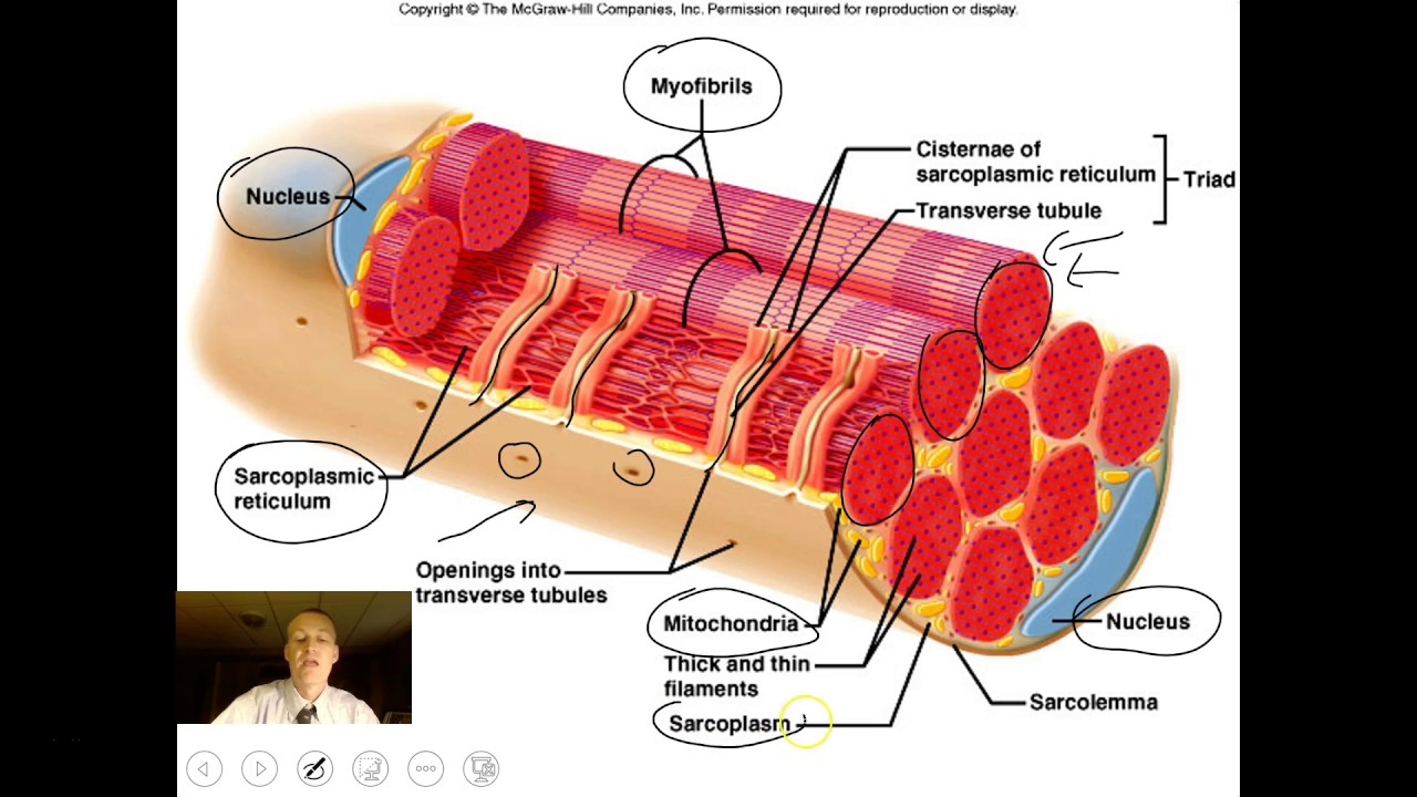 Animal Muscular System YouTube Animal Muscular System YouTube