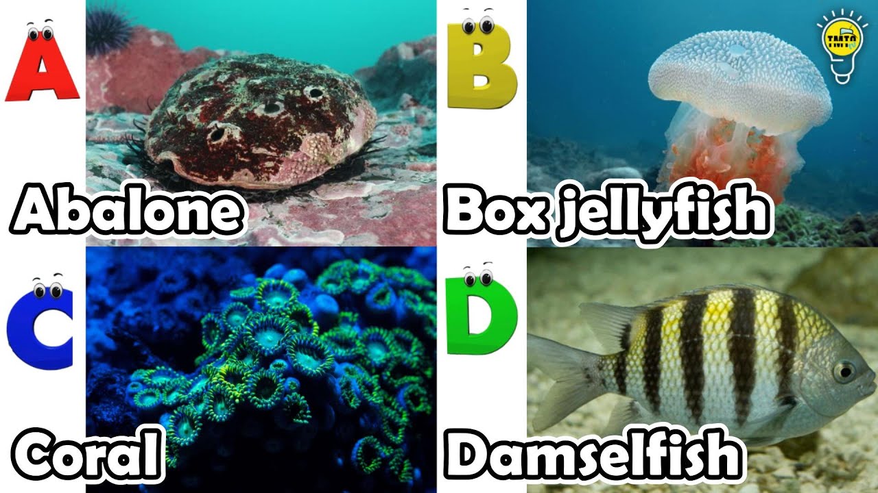 ABC phonics animals | ABC Sea Animals song | English and Animals for ...
