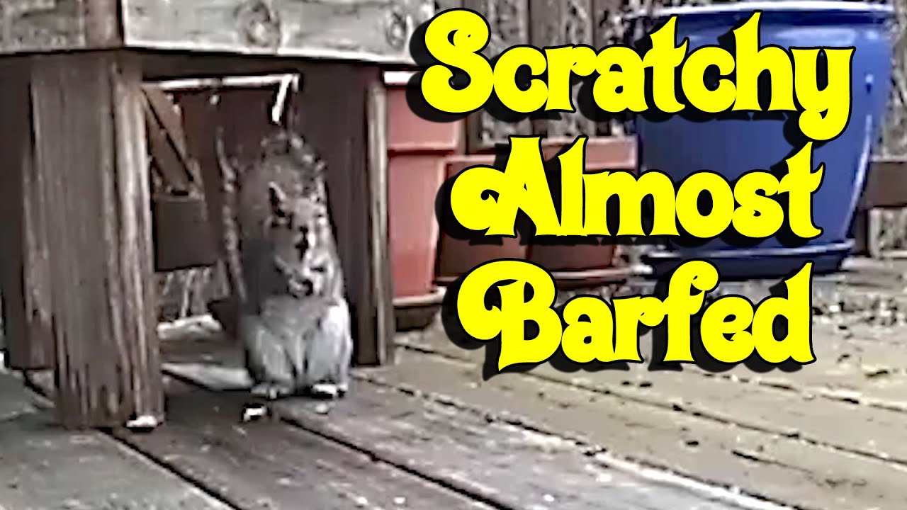 Ever seen a squirrel almost throw up? - YouTube