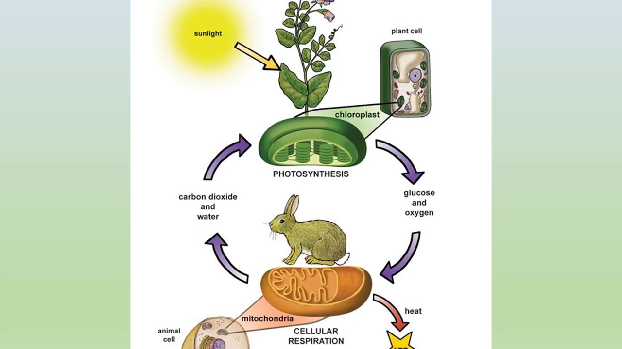 Intro to Animal Nutrition - YouTube
