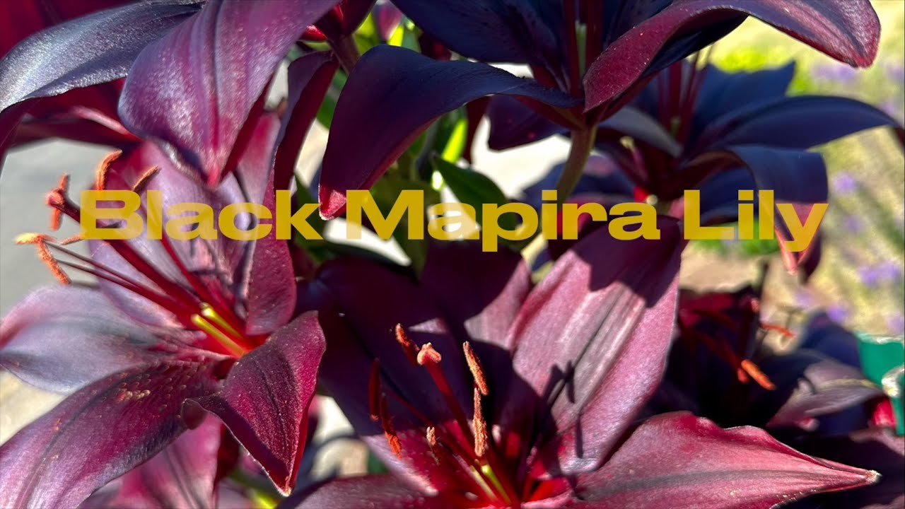 The Black Lily: A Two-Year Transformation Unveiling the Secrets of ...