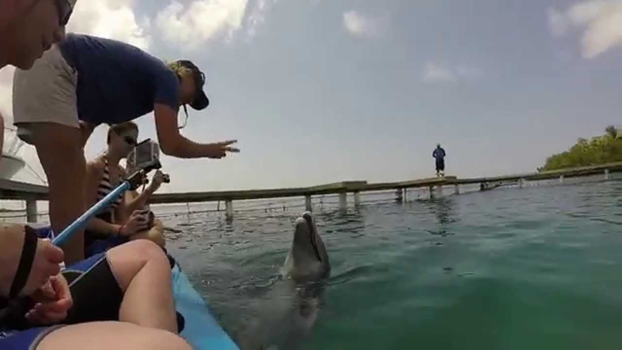 Dolphin Encounter in Roatan, Honduras - YouTube