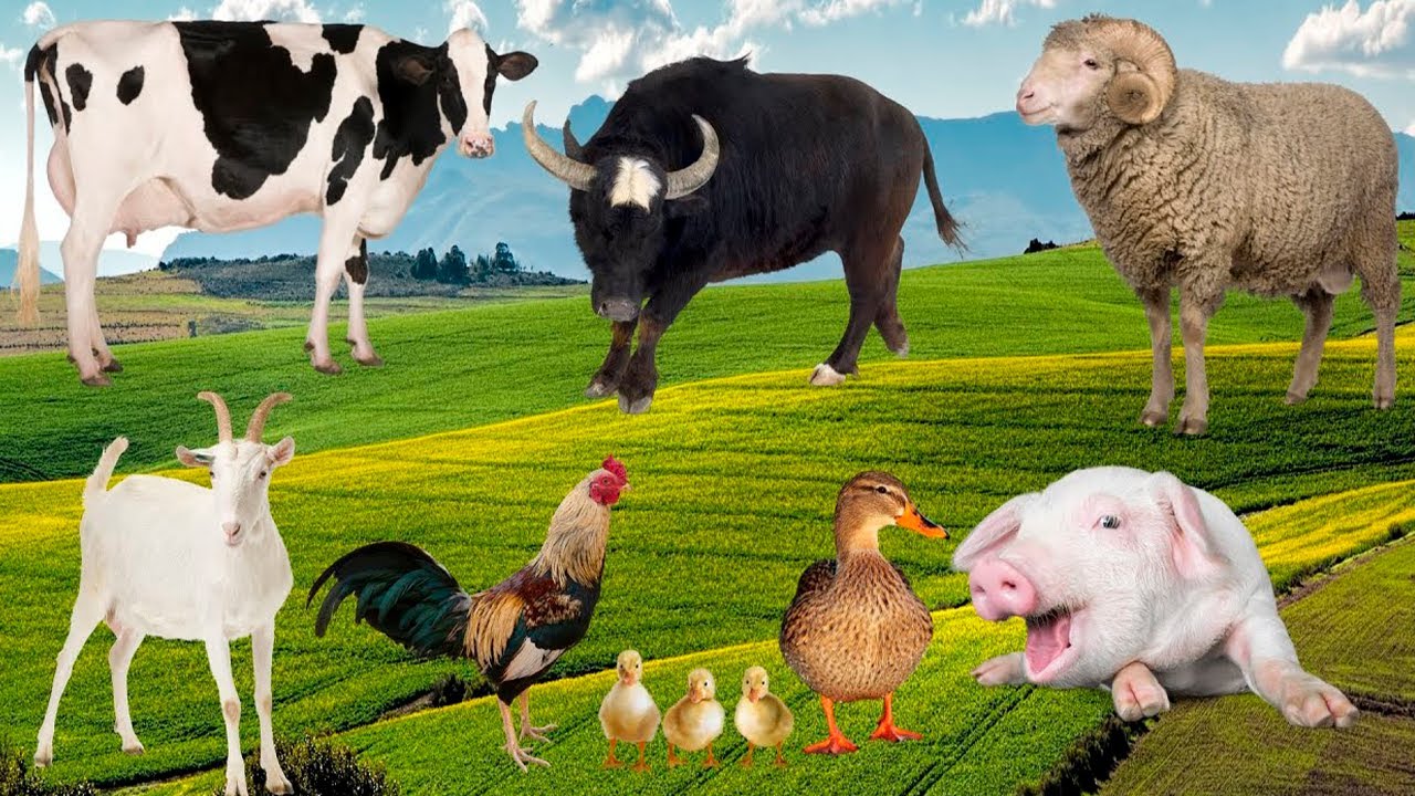 Sounds Of Farm Animals, Cows, Chickens, Sheep, Goats, Horses | Animals ...