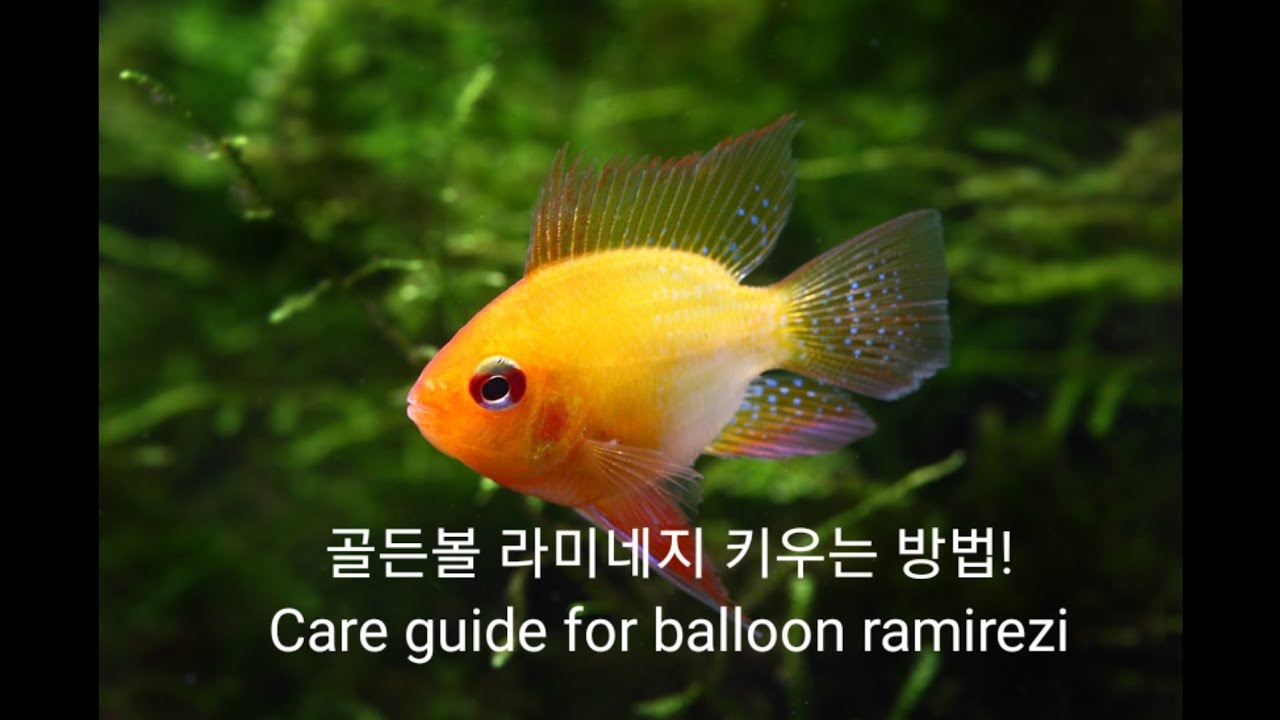 라미네지 키우는 방법! Care guide for balloon rams! - YouTube