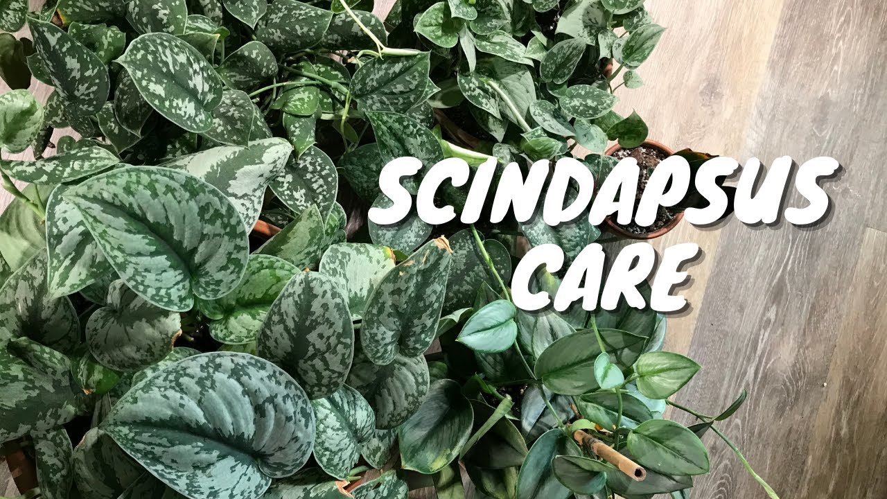 Scindapsus | Scindapsus Collection | Plant Care Tips and Maintenance ...
