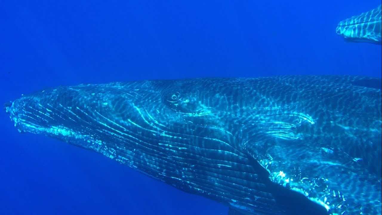 Whales Chill Out!! Epic Close Encounter with Humpback Whale Mother ...